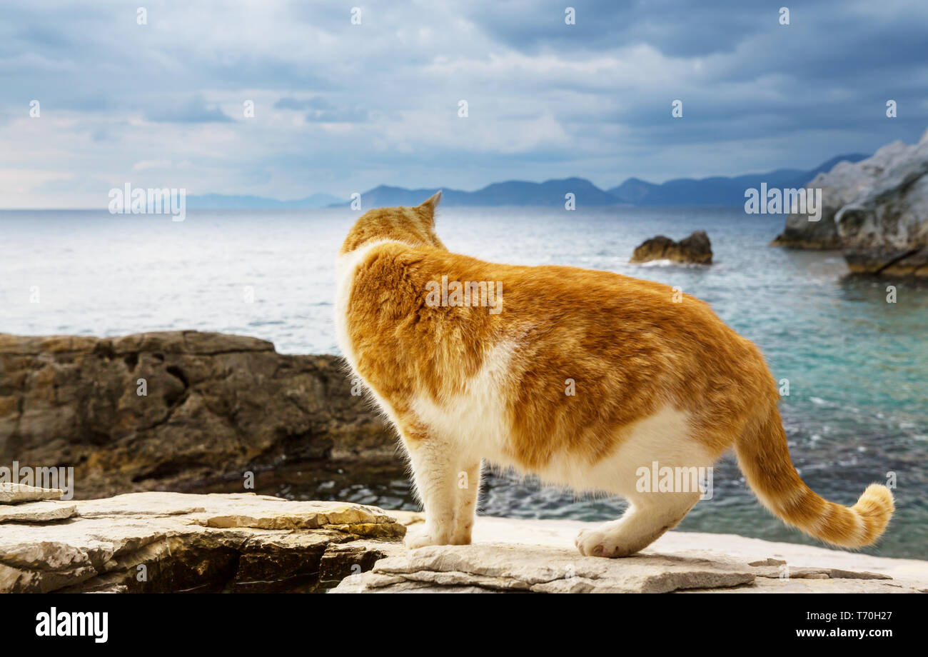 Cat on the sea Stock Photo - Alamy