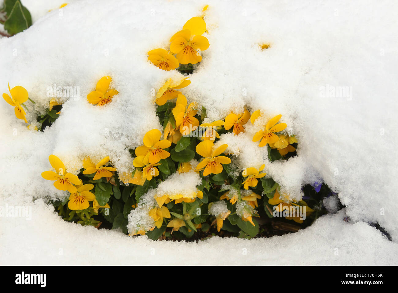 Yellow daisy bloom under hi-res stock photography and images - Alamy