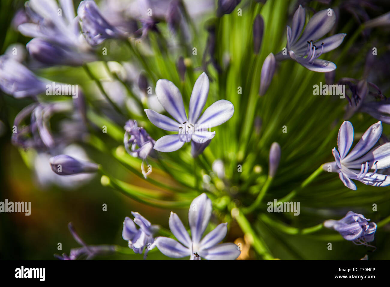 Blue lily hi-res stock photography and images - Alamy