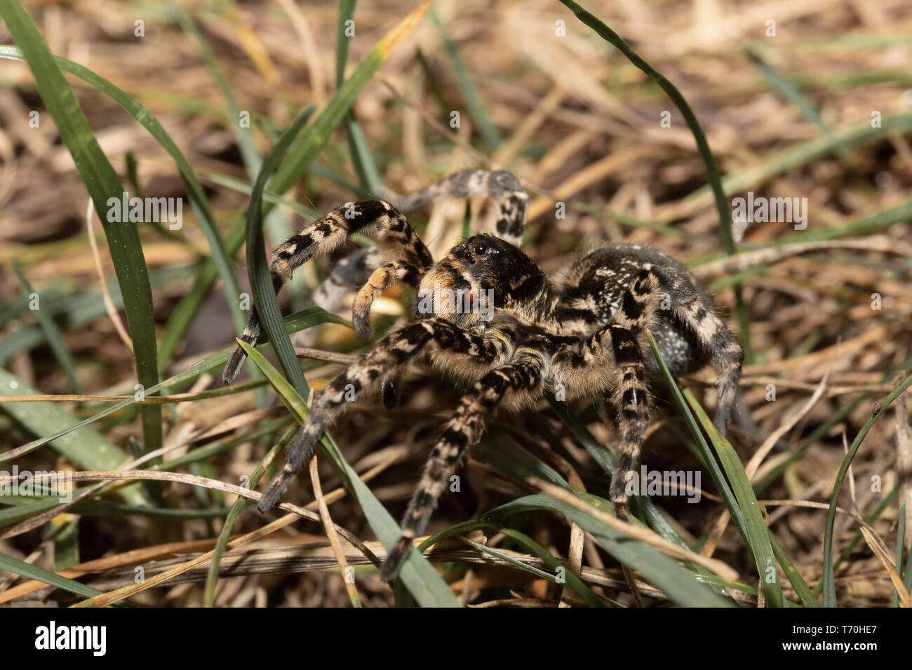 biggest european spider Geolycosa vultuosa Stock Photo - Alamy
