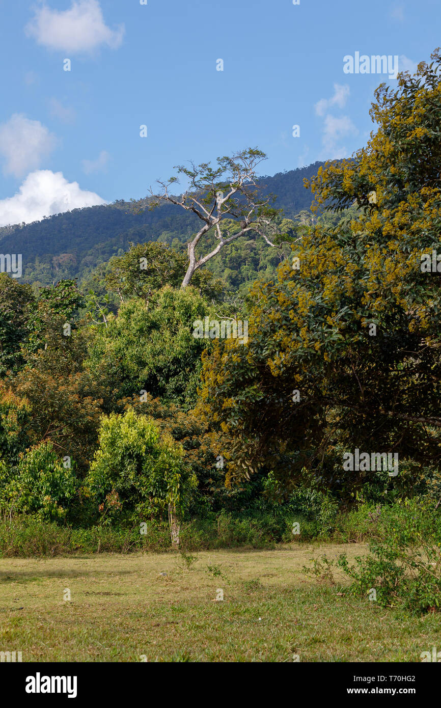 Masoala National Park, Madagascar Stock Photo - Alamy