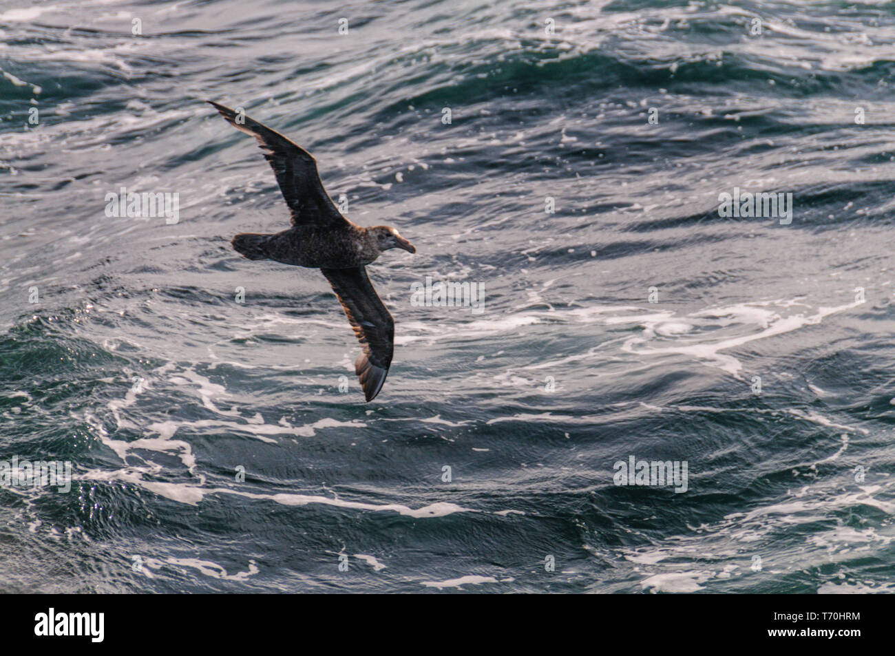 A Southern Giant Petrel in Flight Stock Photo - Alamy