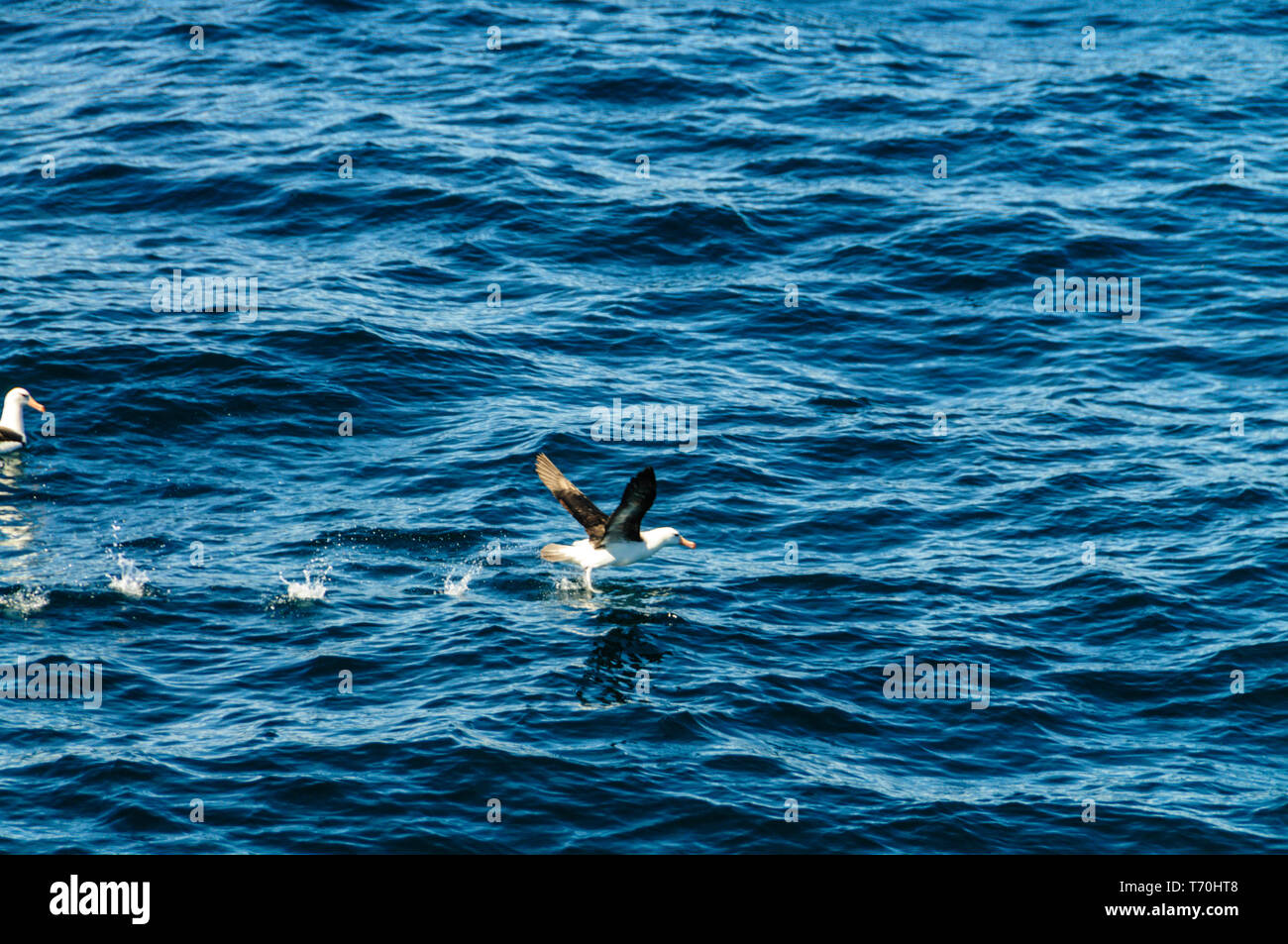 A Black-Browed Albatross taking off from the water Stock Photo - Alamy