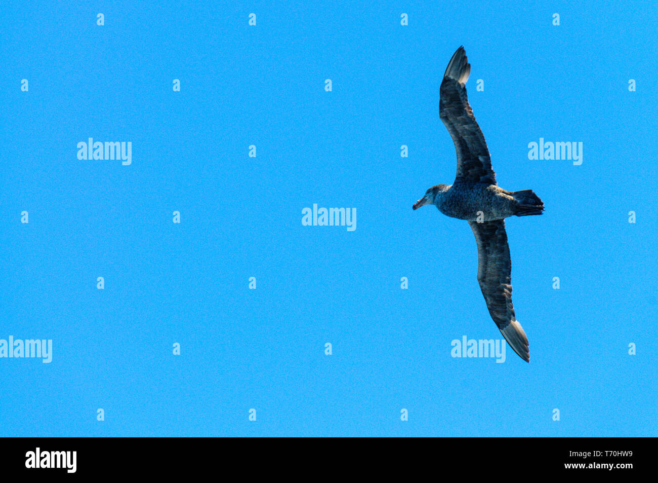 A Giant Southern Petrel in Flight Stock Photo - Alamy