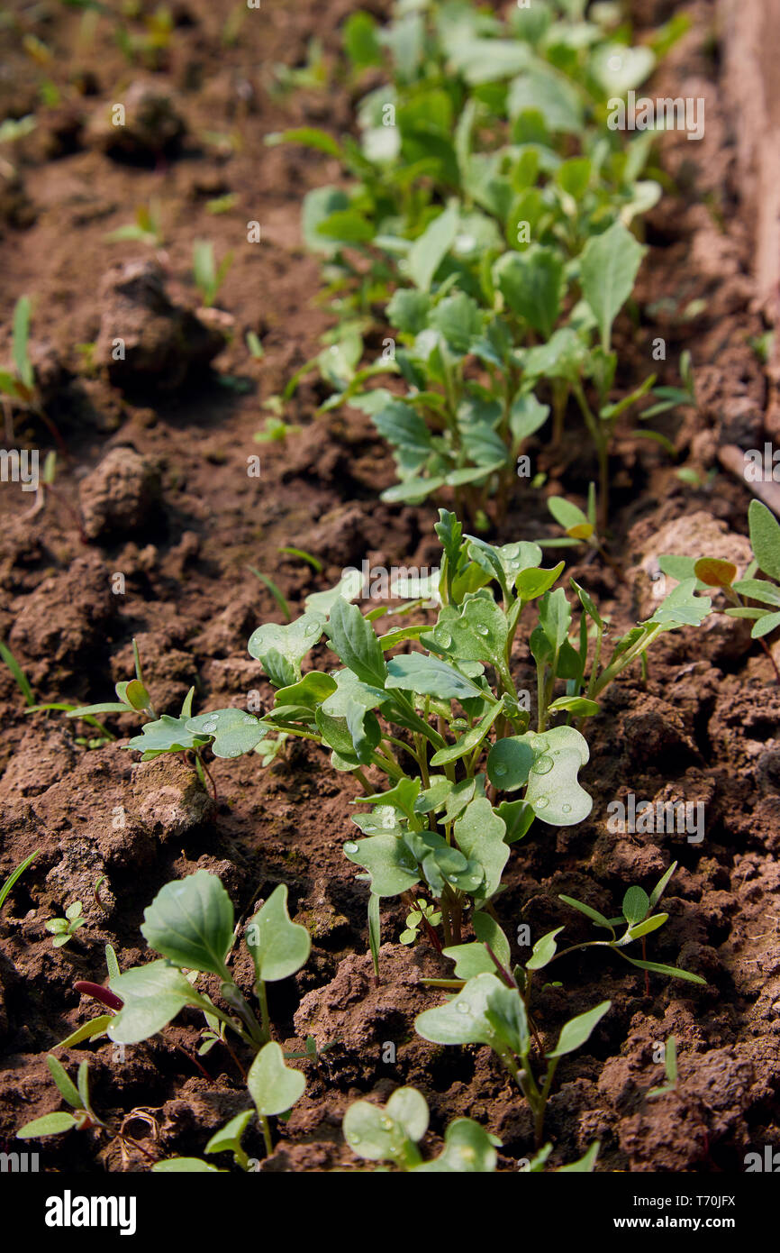 Radish young grows hi-res stock photography and images - Alamy
