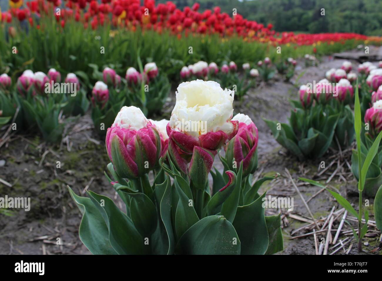 Beautyofnature hi-res stock photography and images - Alamy