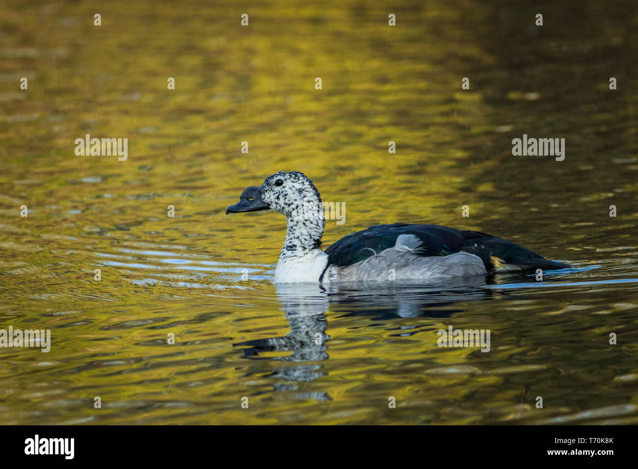 The knob-billed duck, or African comb duck closeup tropical wetland of ...