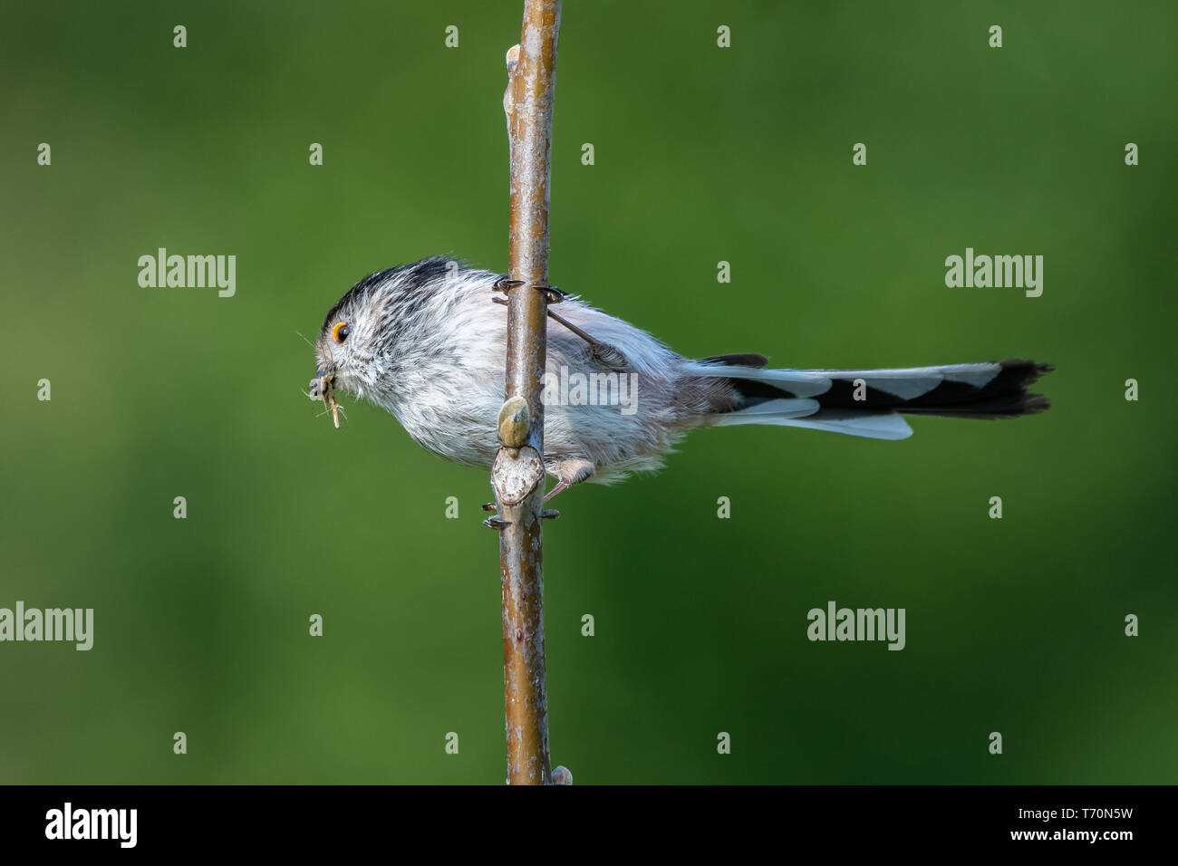 Long-tailed tit (Aegithalos caudatus) with insects in its bill Stock ...