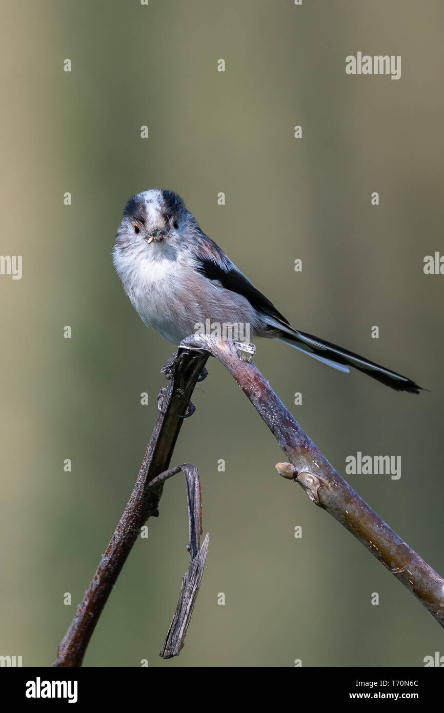 Long-tailed tit (Aegithalos caudatus) with insects in its bill Stock ...
