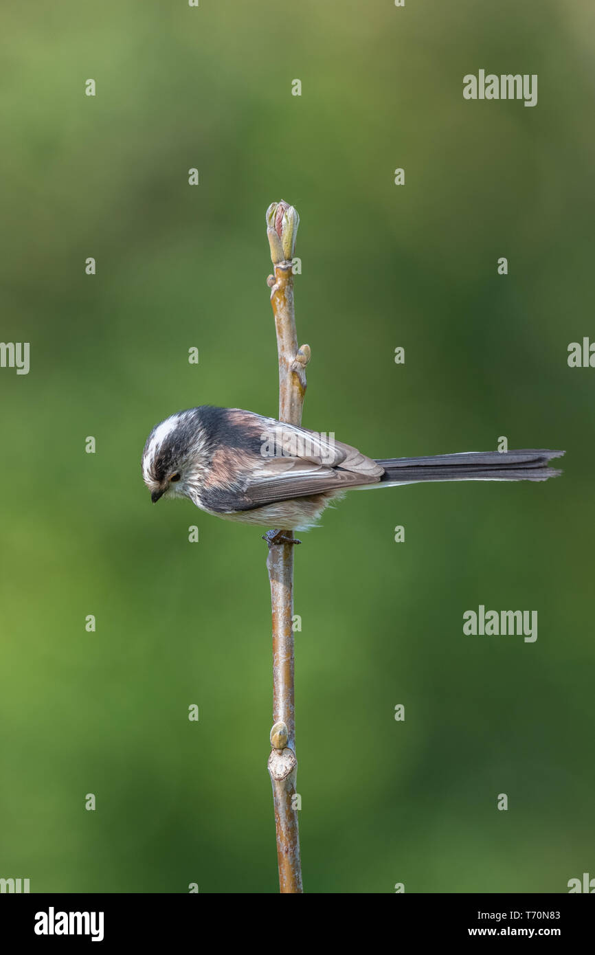 Long tailed tit (Aegithalos caudatus Stock Photo - Alamy