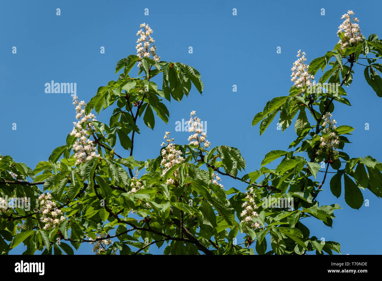 Chestnut trees in bloom in the spring Stock Photo - Alamy