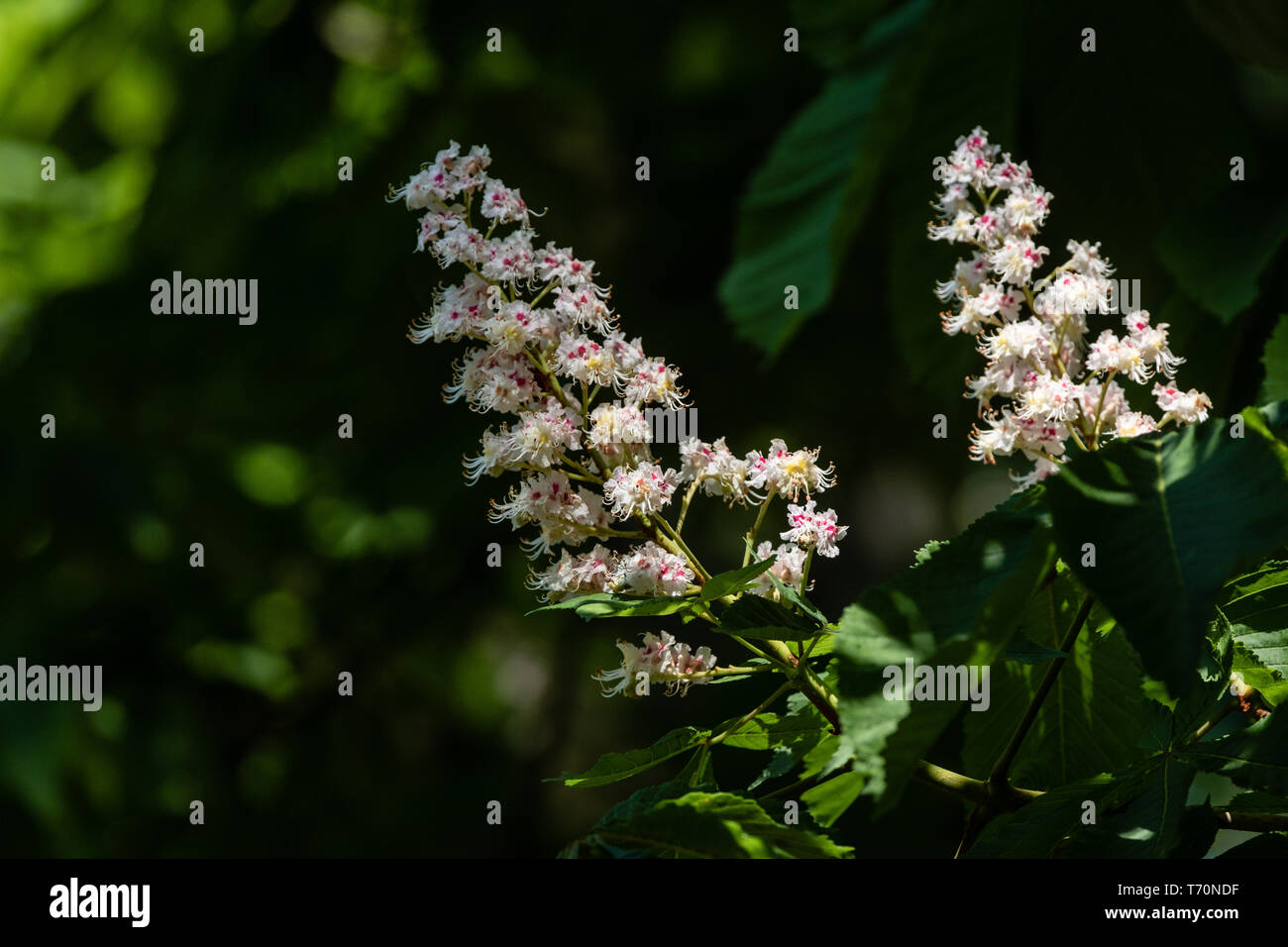 Chestnut trees in bloom in the spring Stock Photo - Alamy