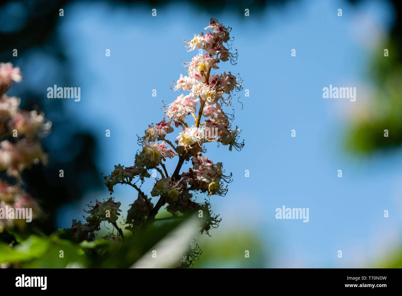 Chestnut trees in bloom in the spring Stock Photo - Alamy