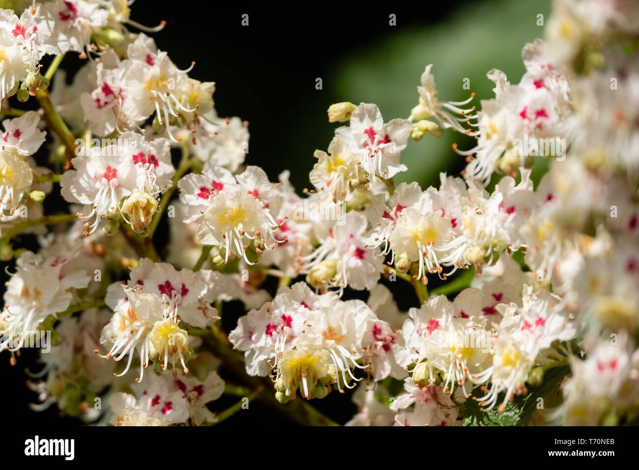 Chestnut trees in bloom in the spring Stock Photo - Alamy