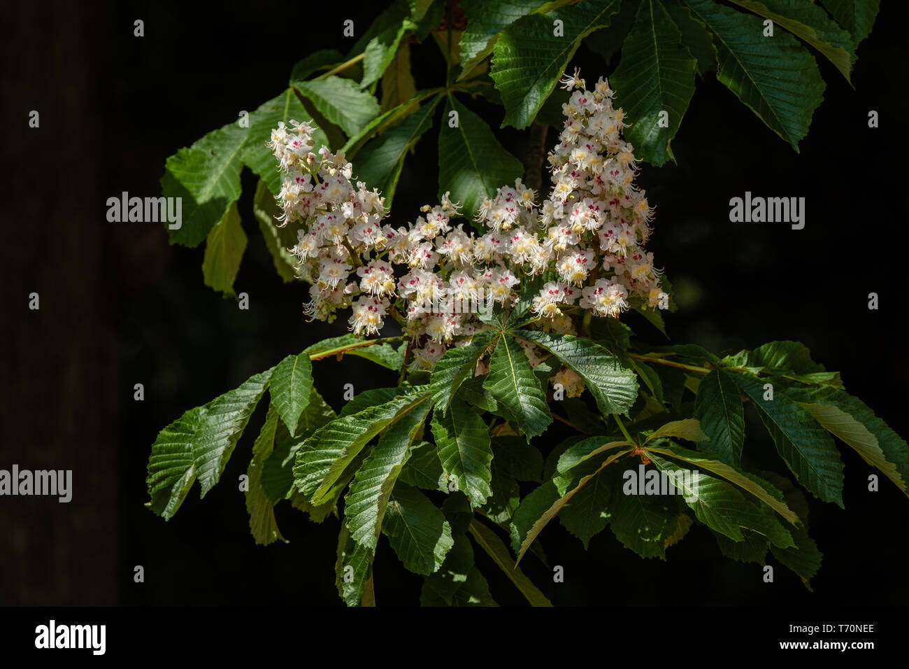 Chestnut trees in bloom in the spring Stock Photo - Alamy