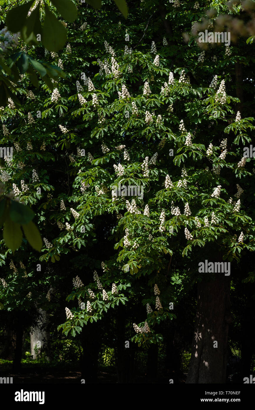Chestnut trees in bloom in the spring Stock Photo - Alamy