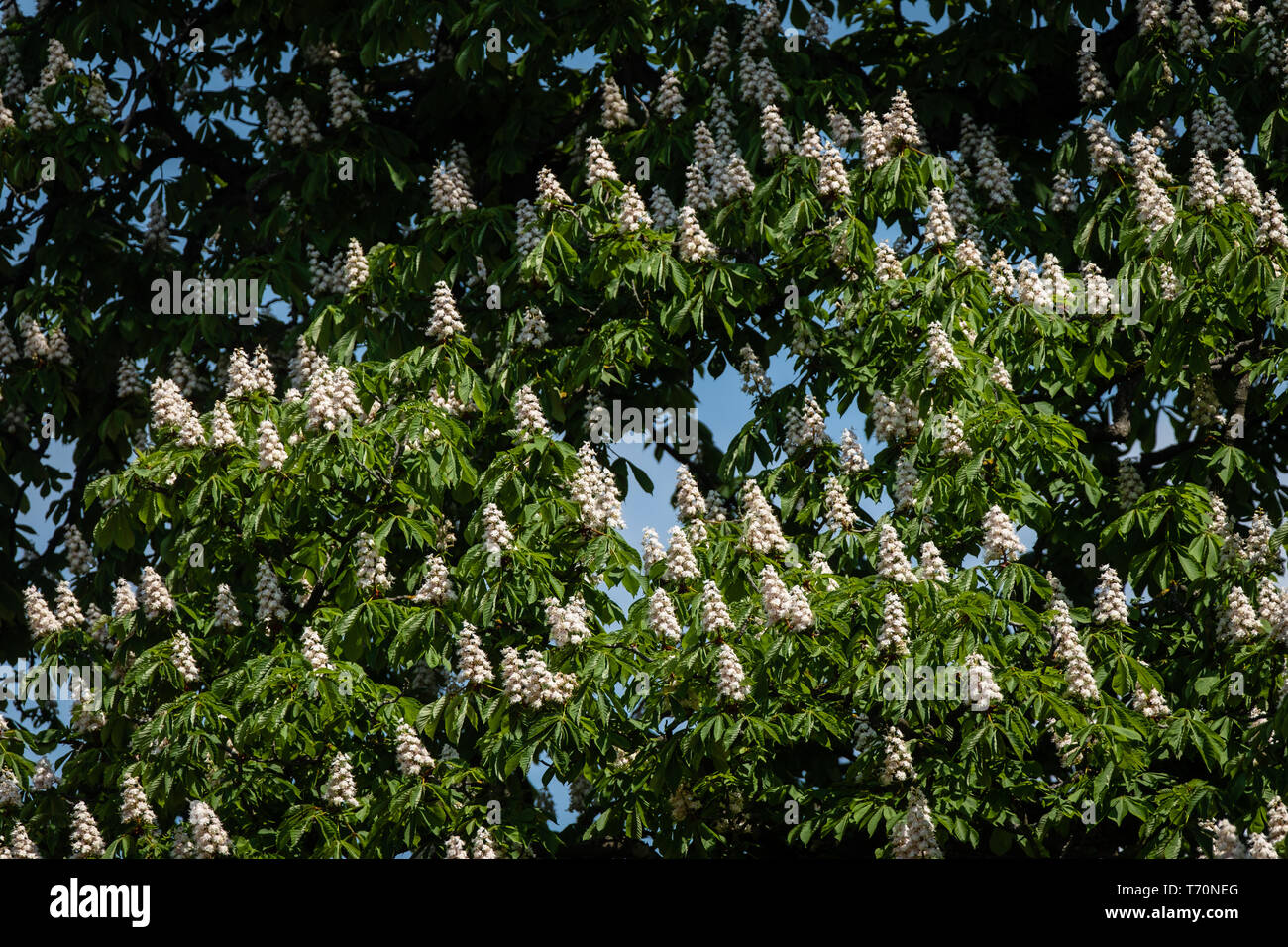 Chestnut trees in bloom in the spring Stock Photo - Alamy