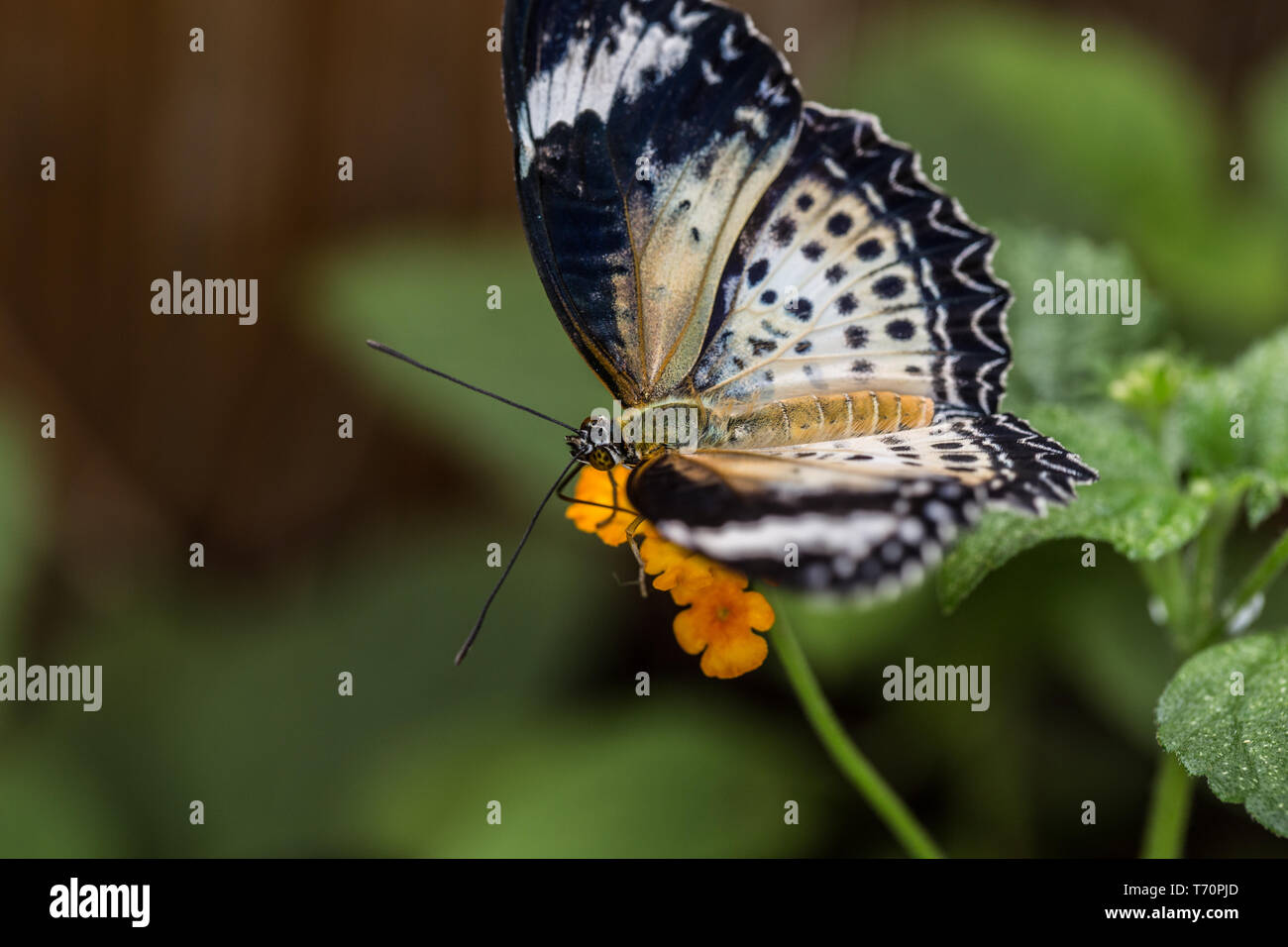 Suction proboscis hi-res stock photography and images - Alamy