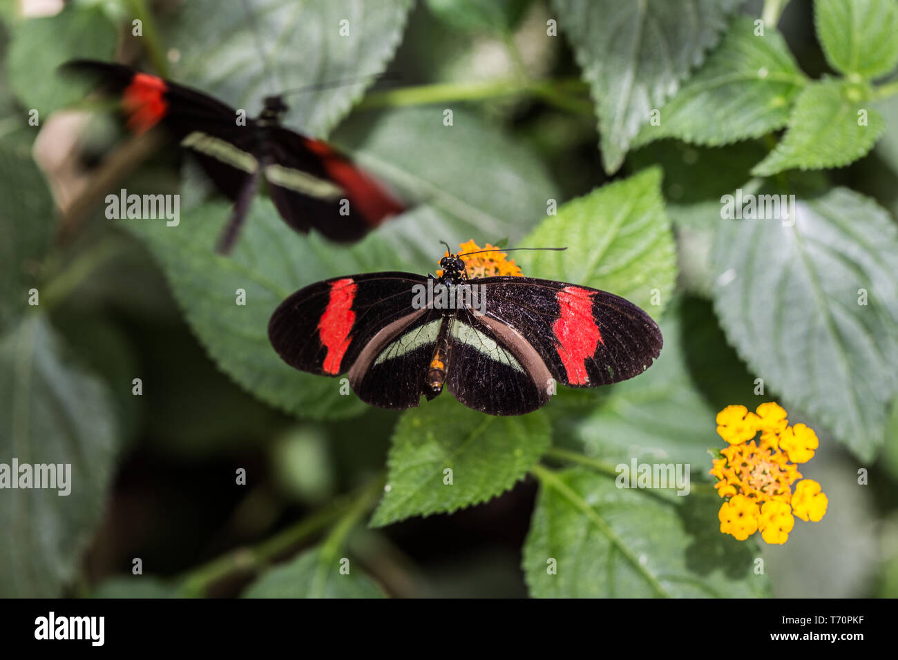 Postmann hi-res stock photography and images - Alamy