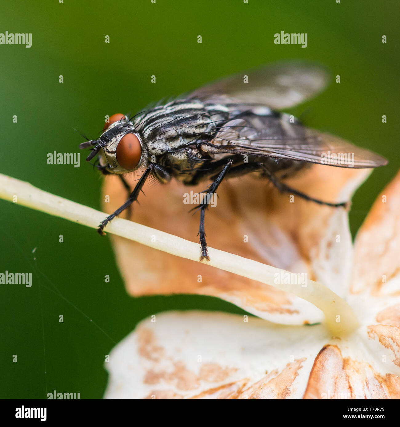 Old hydrangea hi-res stock photography and images - Alamy