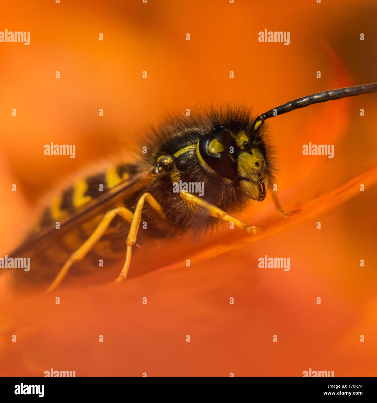 A macro shot of a common wasp sat in an acer palmatum tree Stock Photo ...