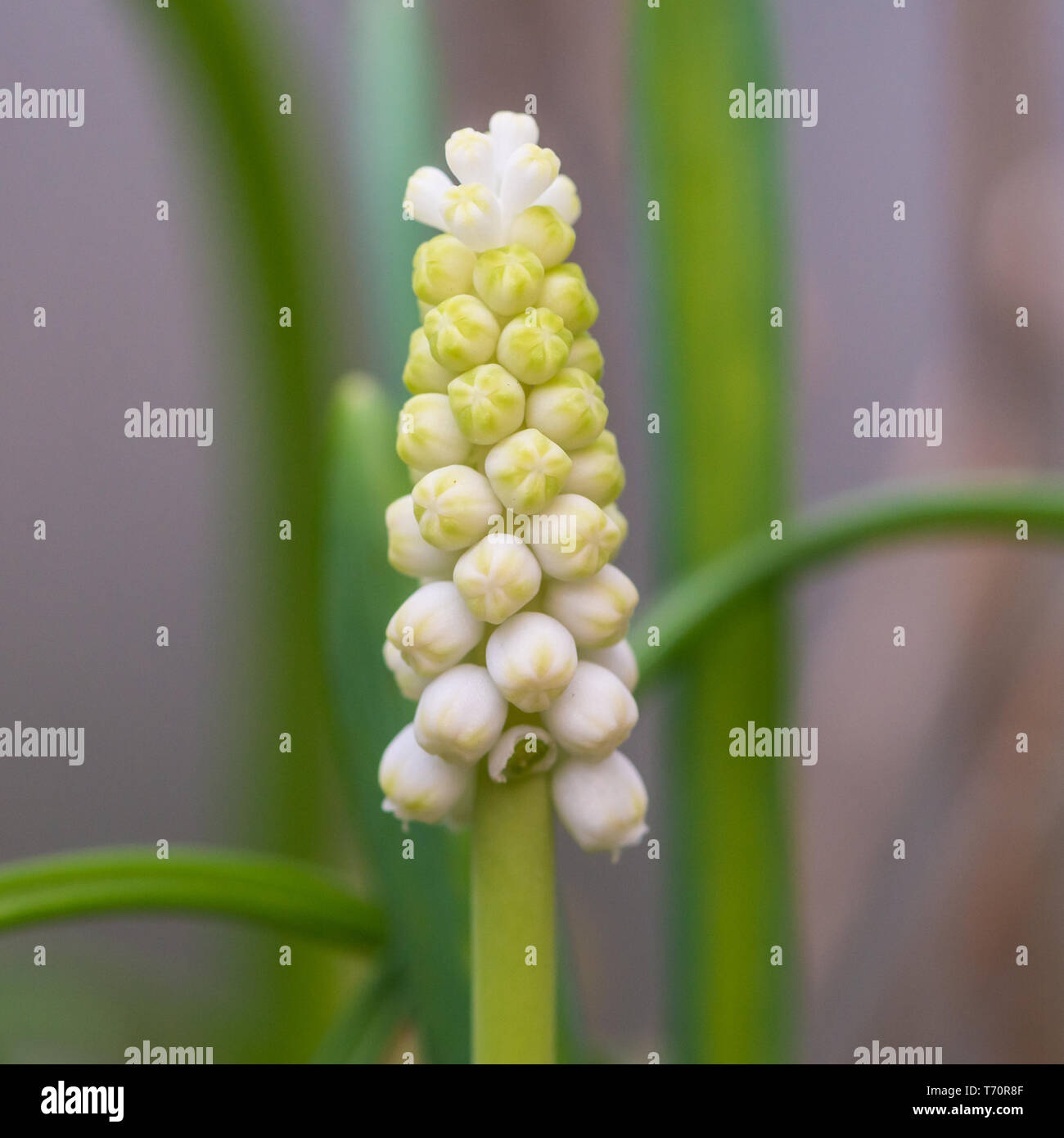 Grape hyacinth album hi-res stock photography and images - Alamy