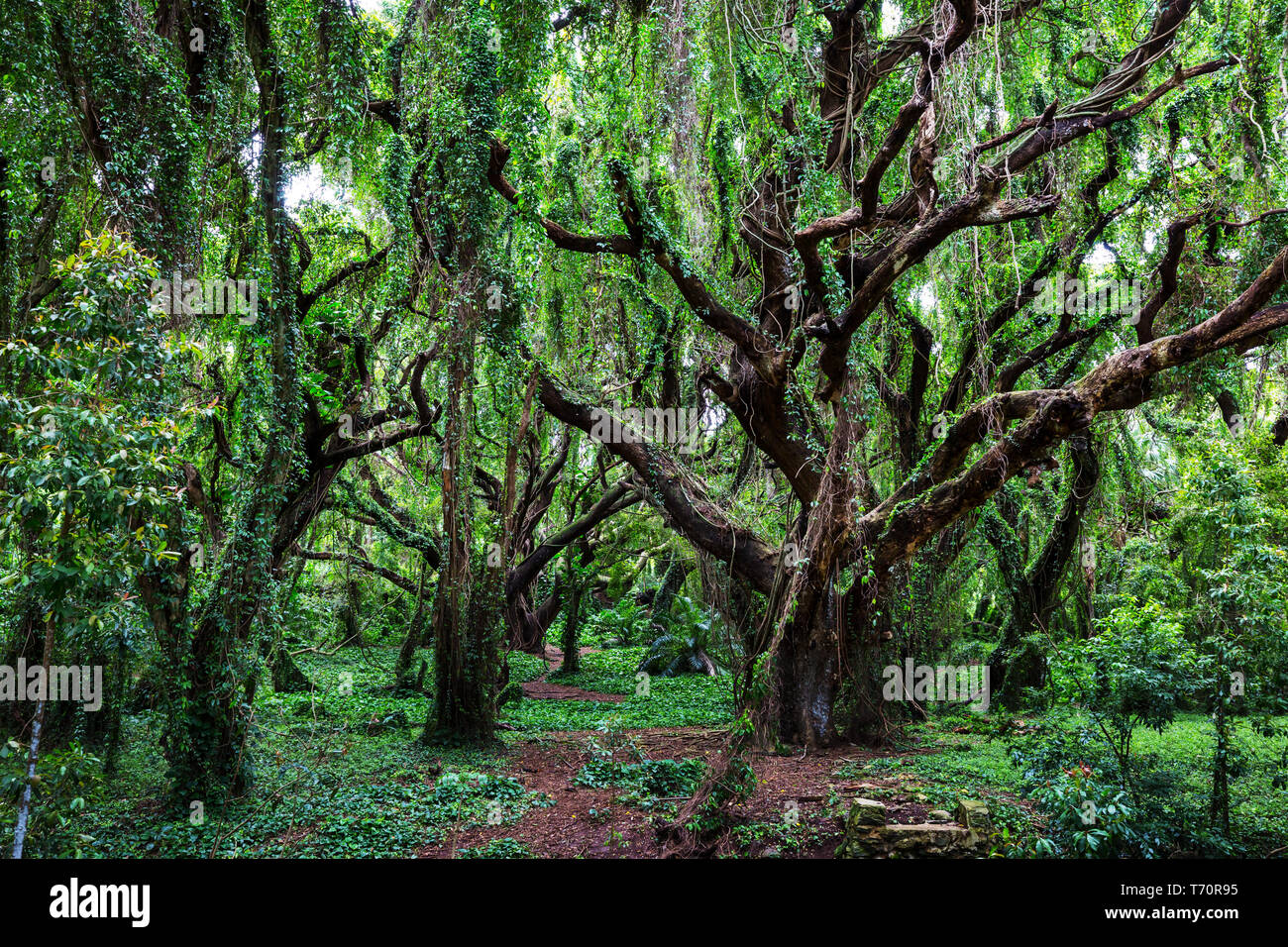 Dence jungle hi-res stock photography and images - Alamy