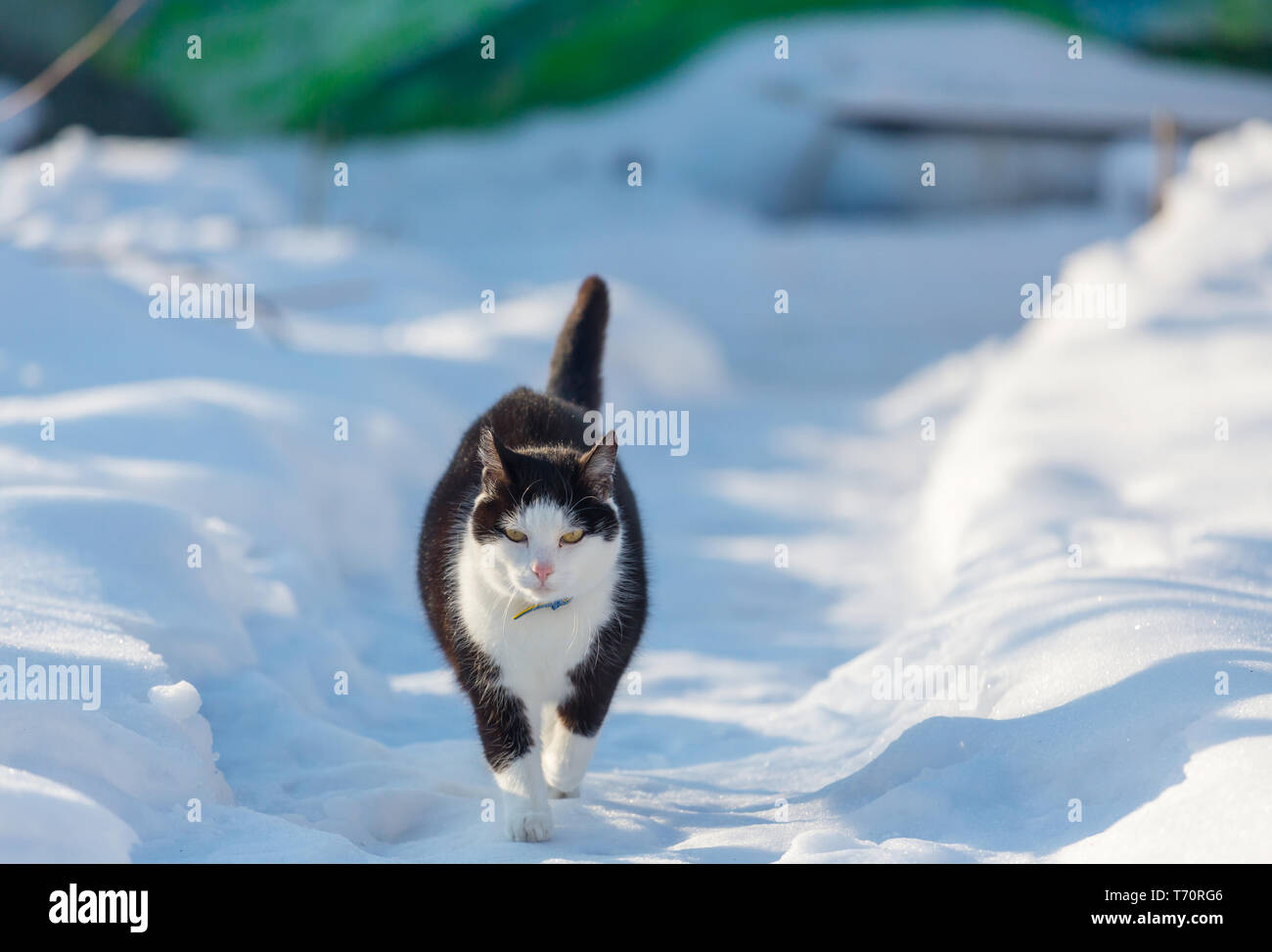 Cat in winter season Stock Photo - Alamy