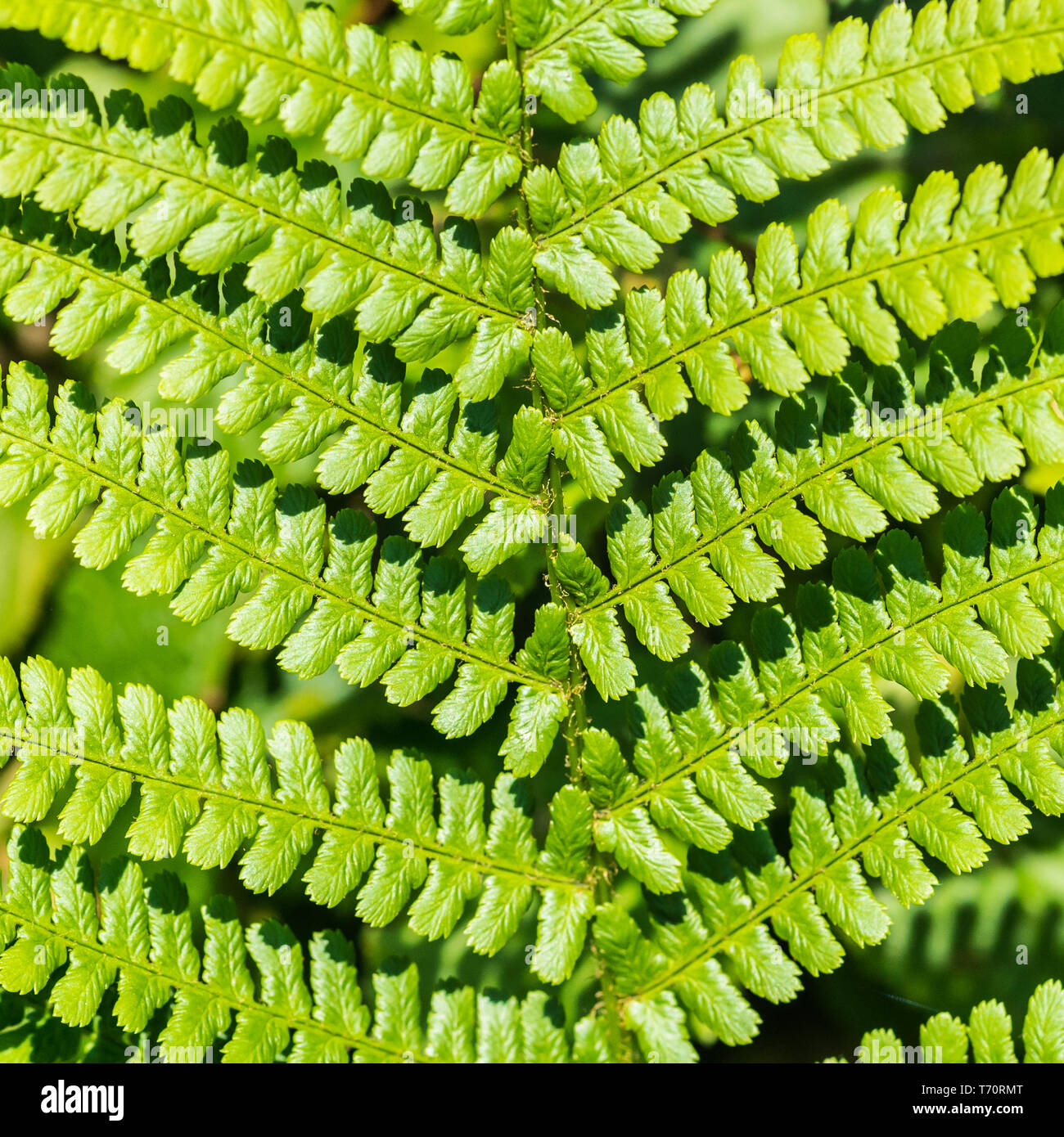 Unfurled leaf hi-res stock photography and images - Alamy