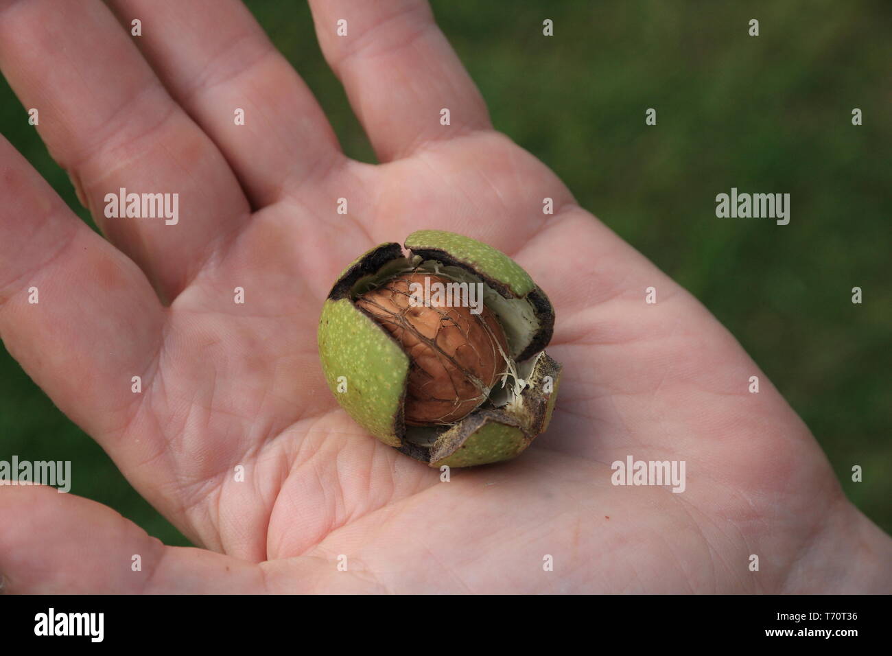 Walnut on the left hand hi-res stock photography and images - Alamy