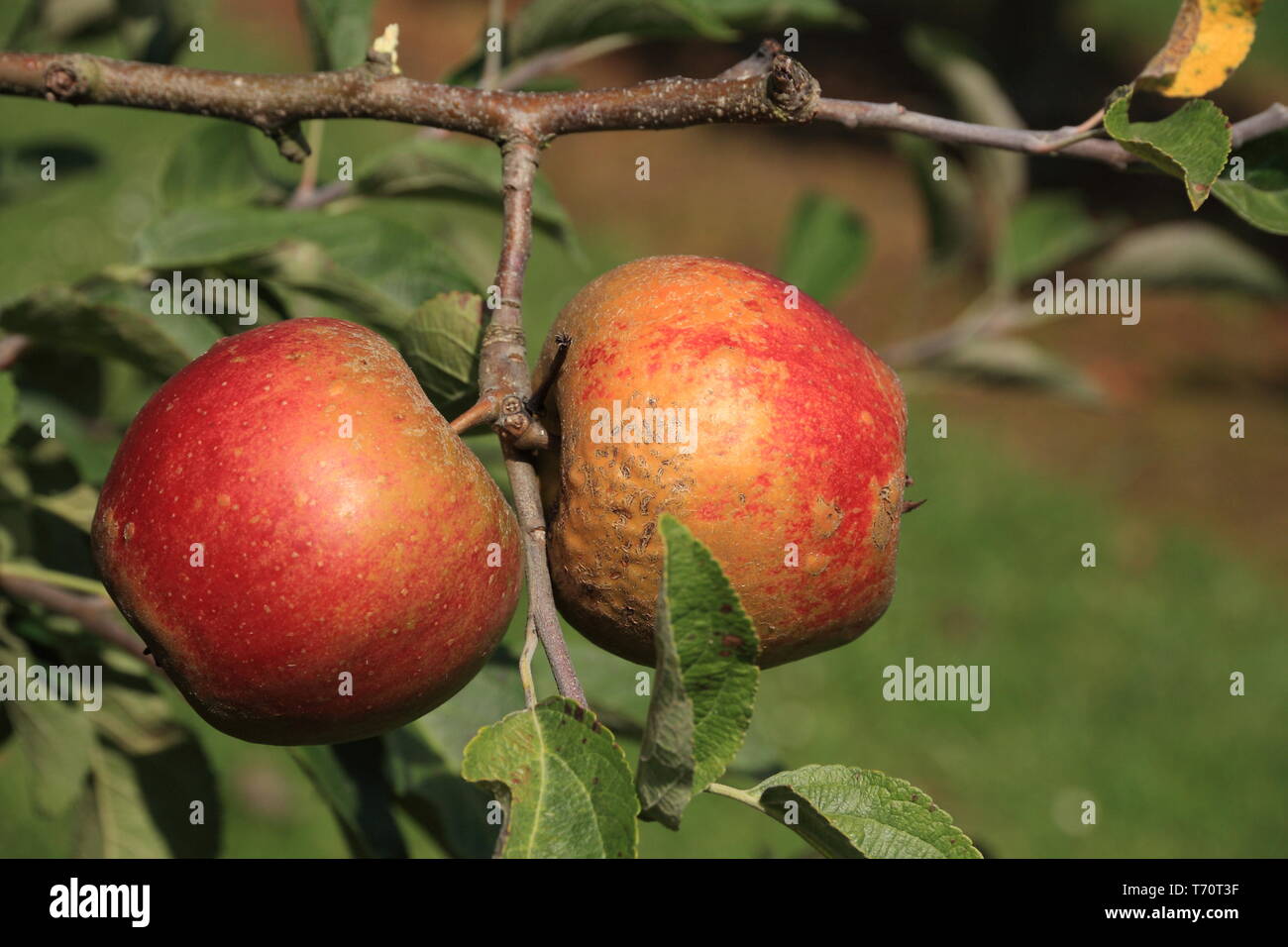 Two red apples on the branch Stock Photo - Alamy