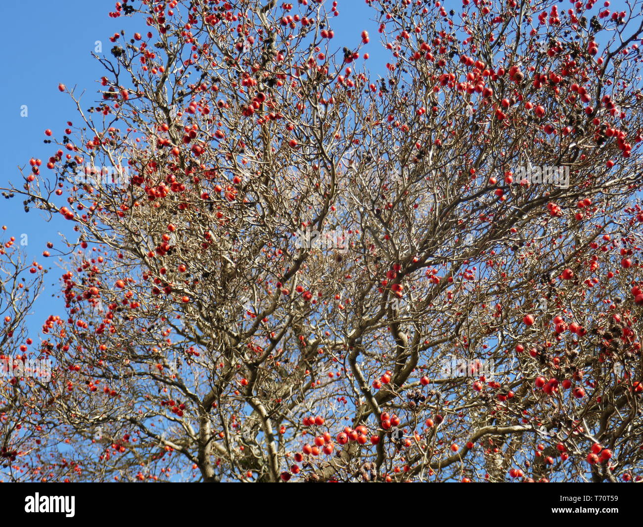 Ornamental apple tree Stock Photo - Alamy