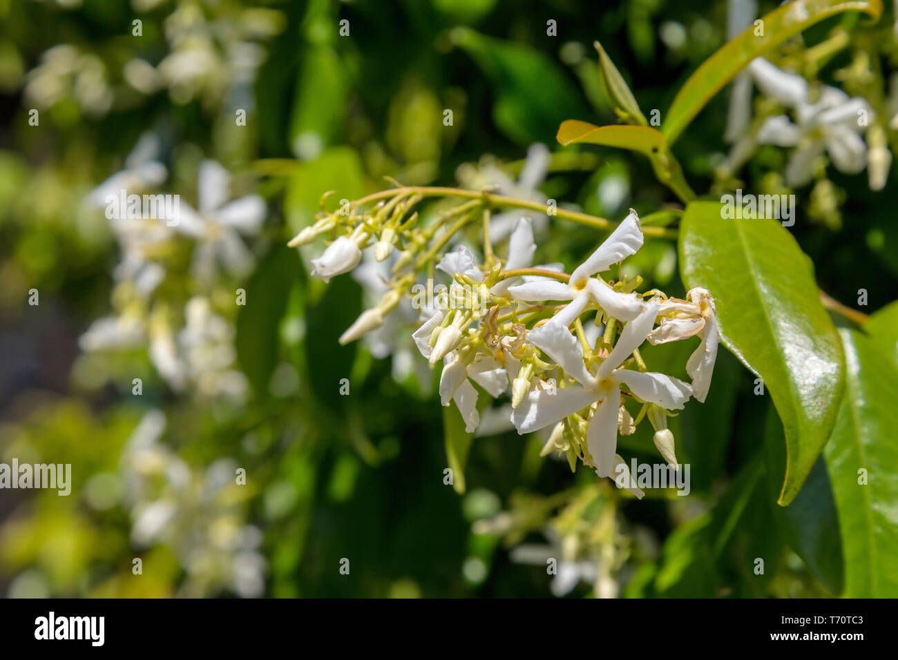 Closeup jasmine blossom scent hi-res stock photography and images - Alamy