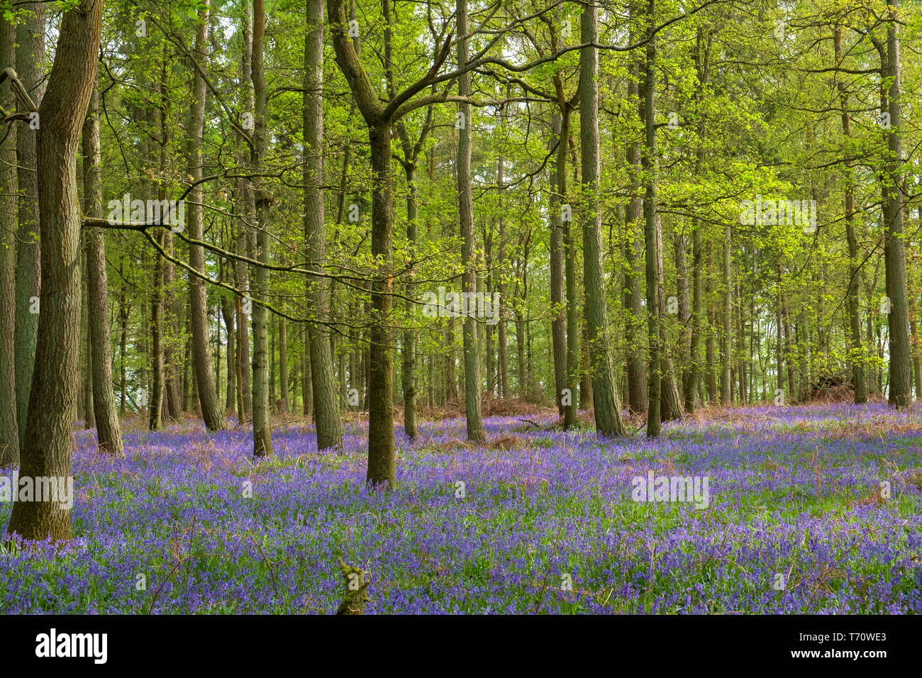 Bluebells wood spring walking trees hi-res stock photography and images ...