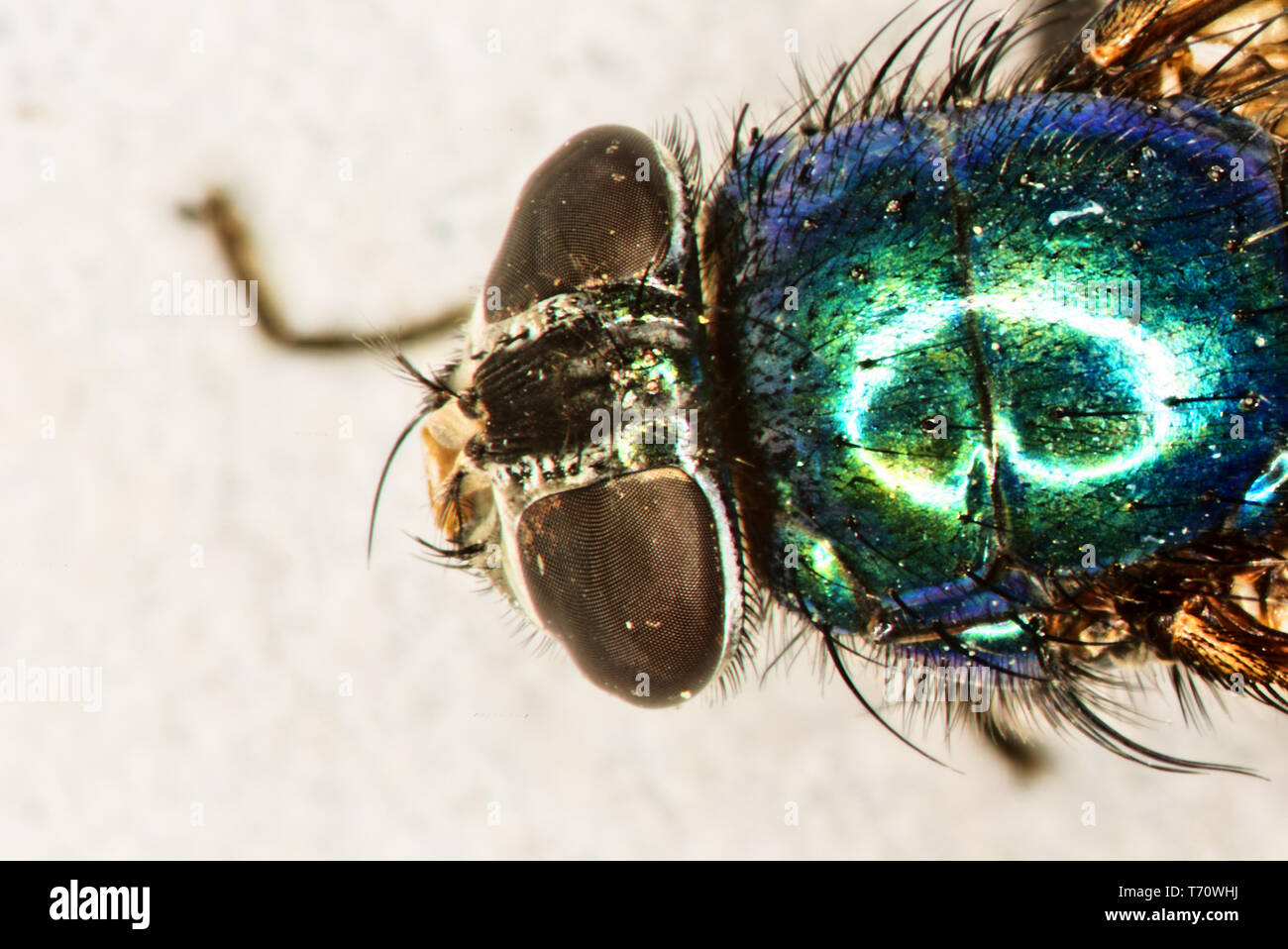 Gold fly with compound eyes and bristles under the magnifying glass ...