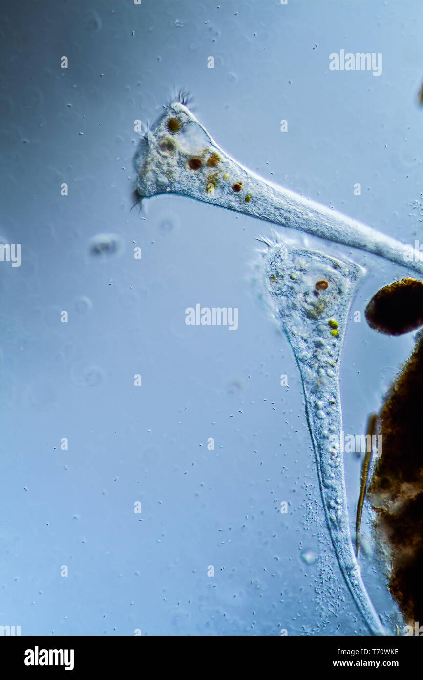 Trumpet animal as ciliates of the animal plankton Stock Photo - Alamy