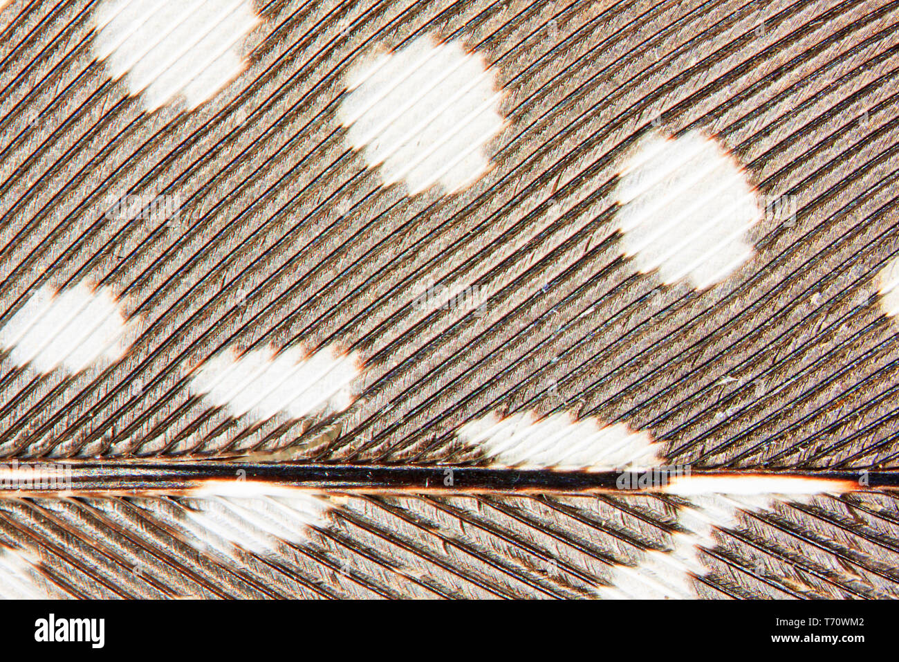 Feather of guinea fowl under the magnifying glass Stock Photo - Alamy