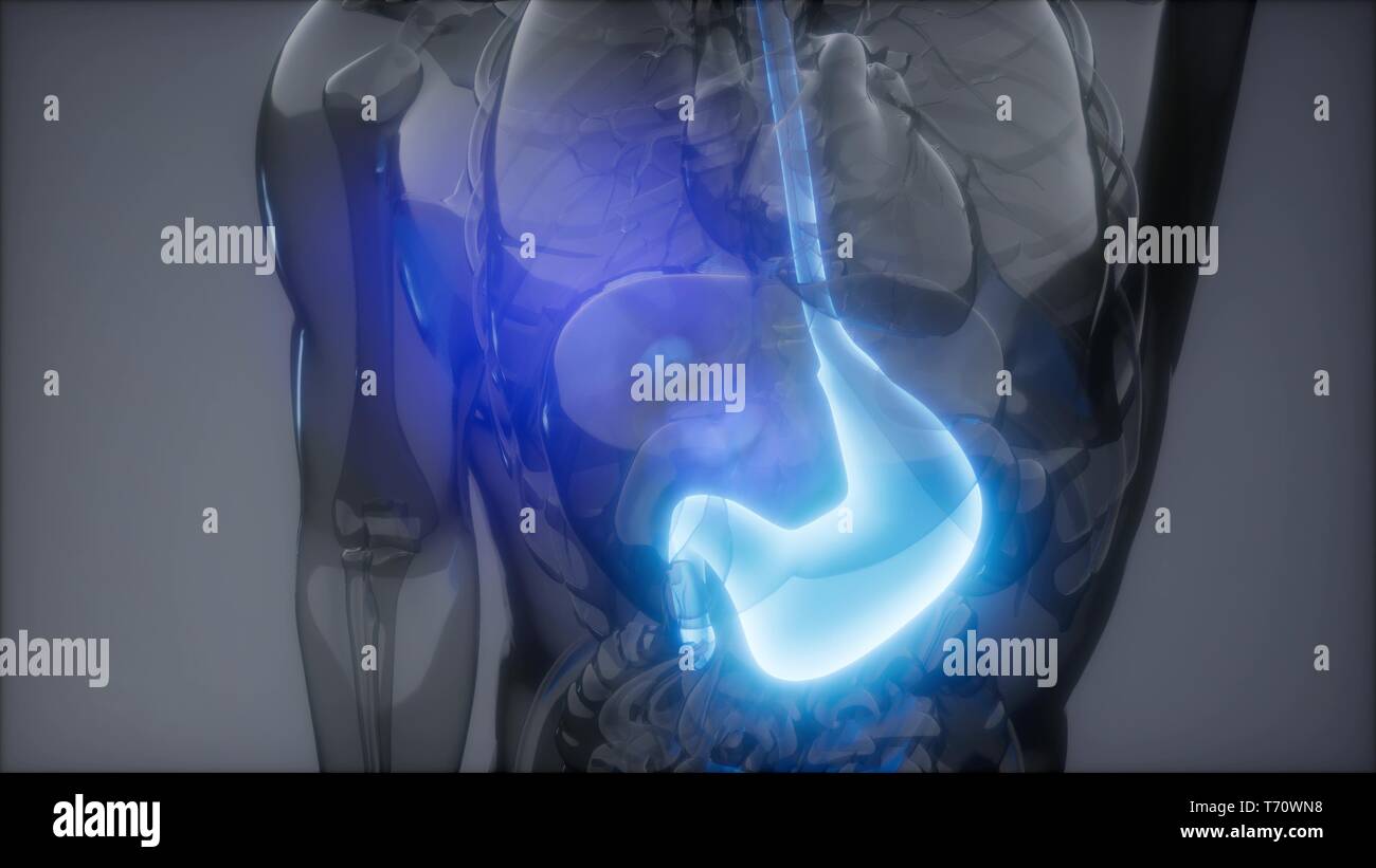 Human Stomach Radiology Exam Stock Photo - Alamy