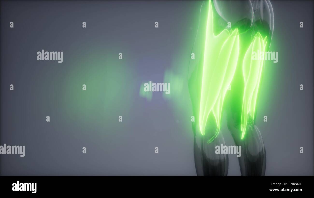 Groin pain injury hi-res stock photography and images - Alamy