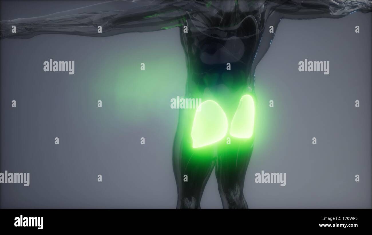 gluteus maximus - leg muscles anatomy animation Stock Photo - Alamy