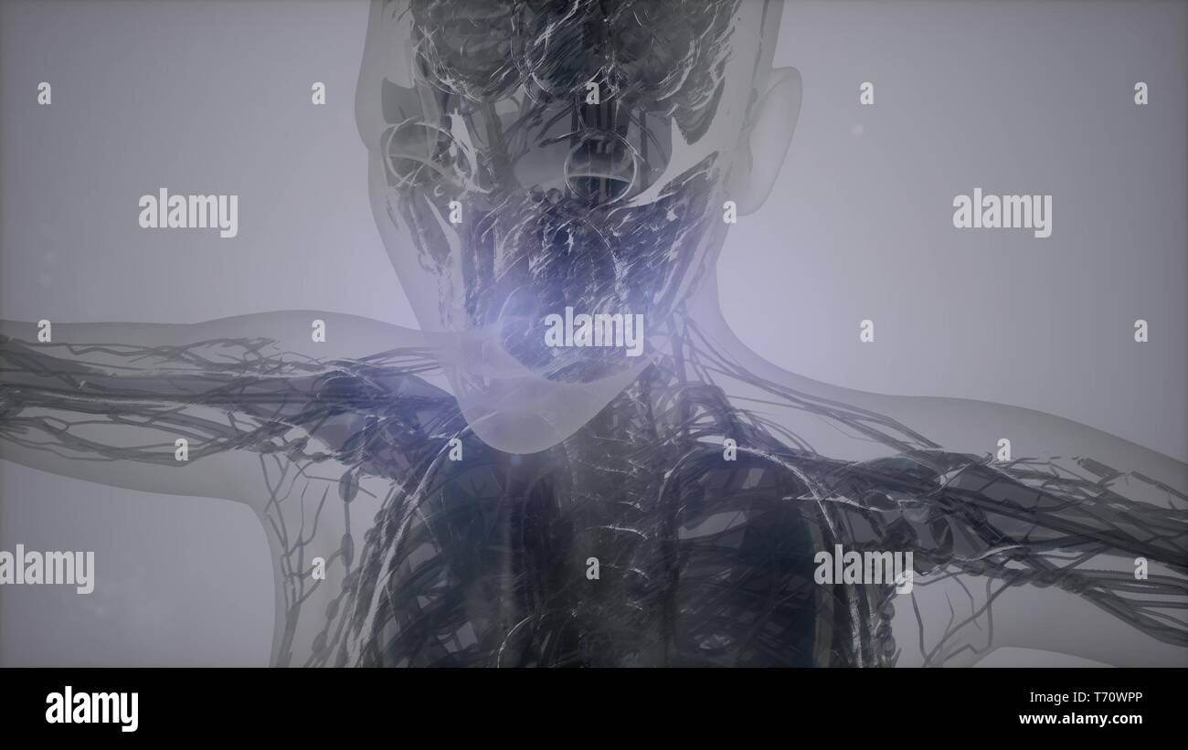 3D magnetic resonance image scan Stock Photo - Alamy