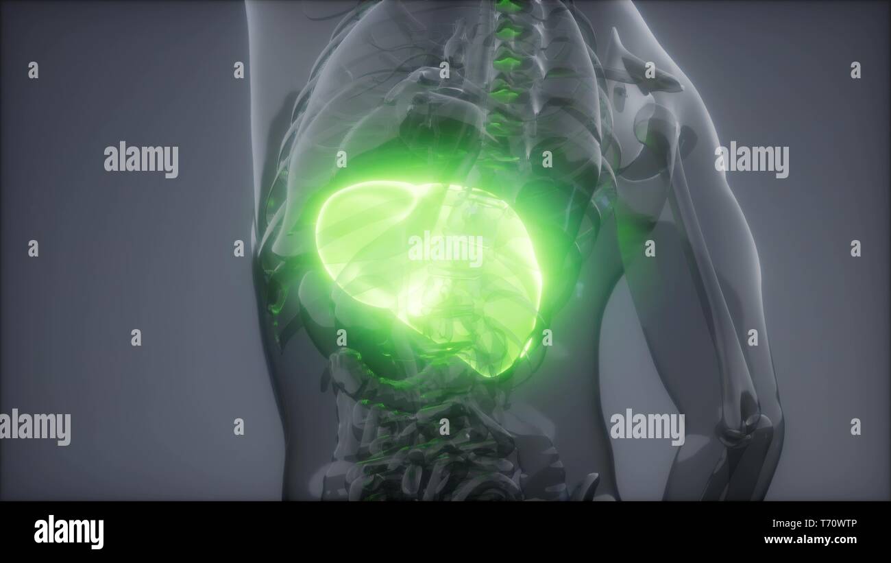 Human Liver Radiology Exam Stock Photo - Alamy