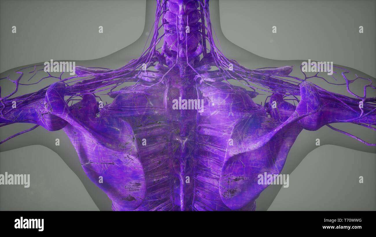 Complete close-up view of the Skeletal System with transparent body ...