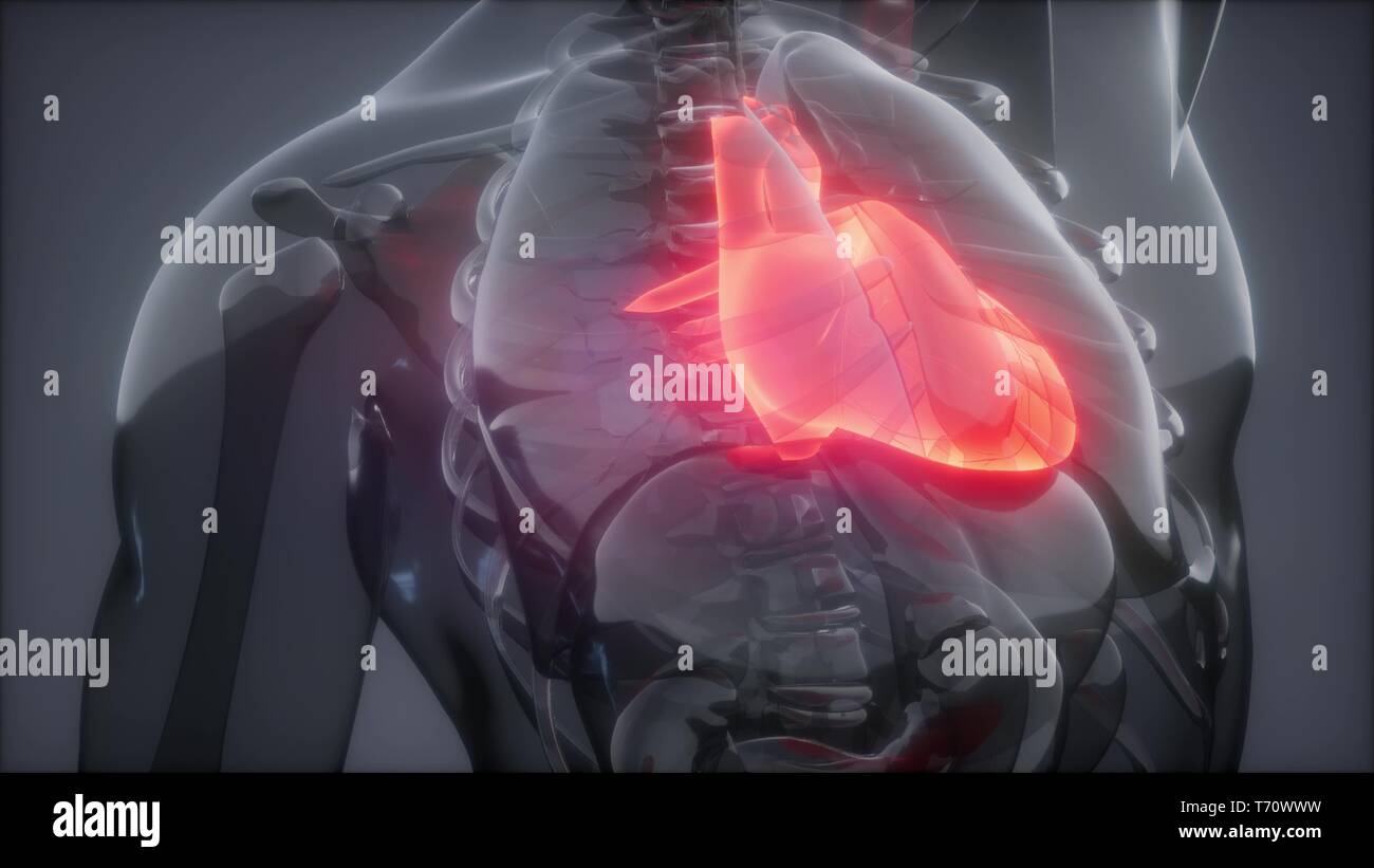 Human Heart Radiology Exam Stock Photo - Alamy