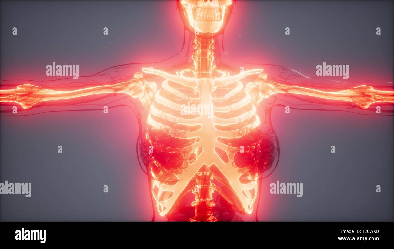 Transparent Human Body with Visible Bones Stock Photo - Alamy