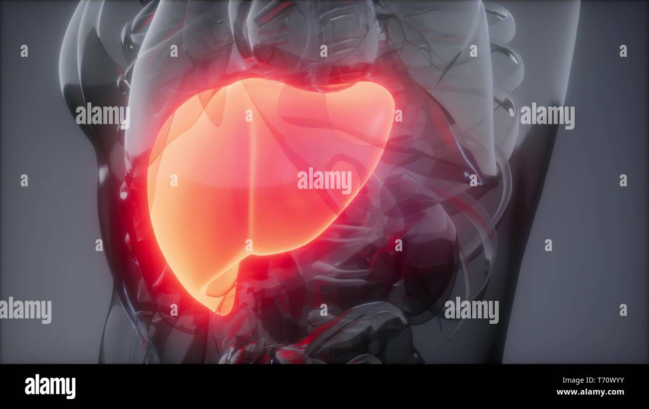 Human Liver Radiology Exam Stock Photo - Alamy