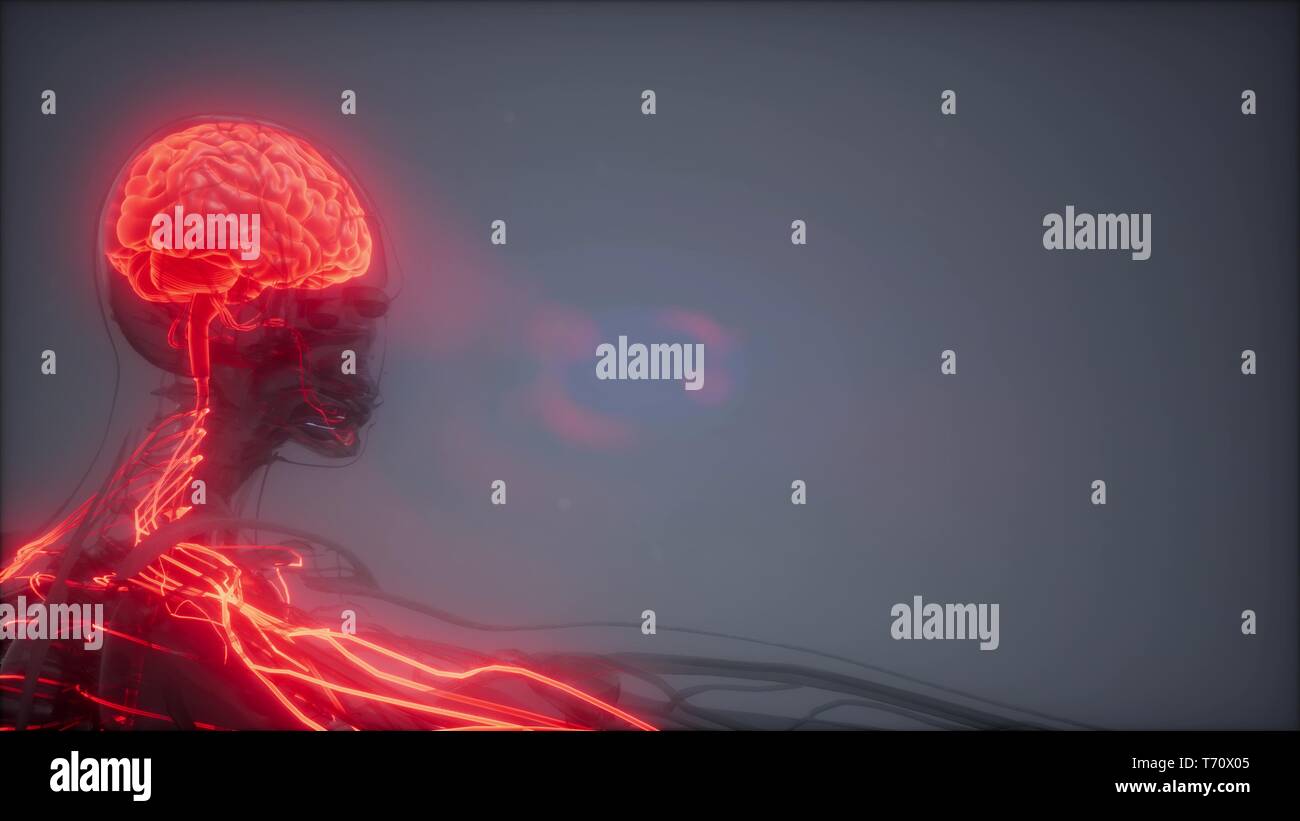 Human Brain Radiology Exam Stock Photo - Alamy