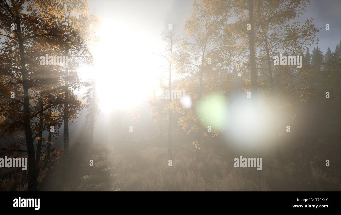 Sun Shining Through Pine Trees in Mountain Forest Stock Photo - Alamy