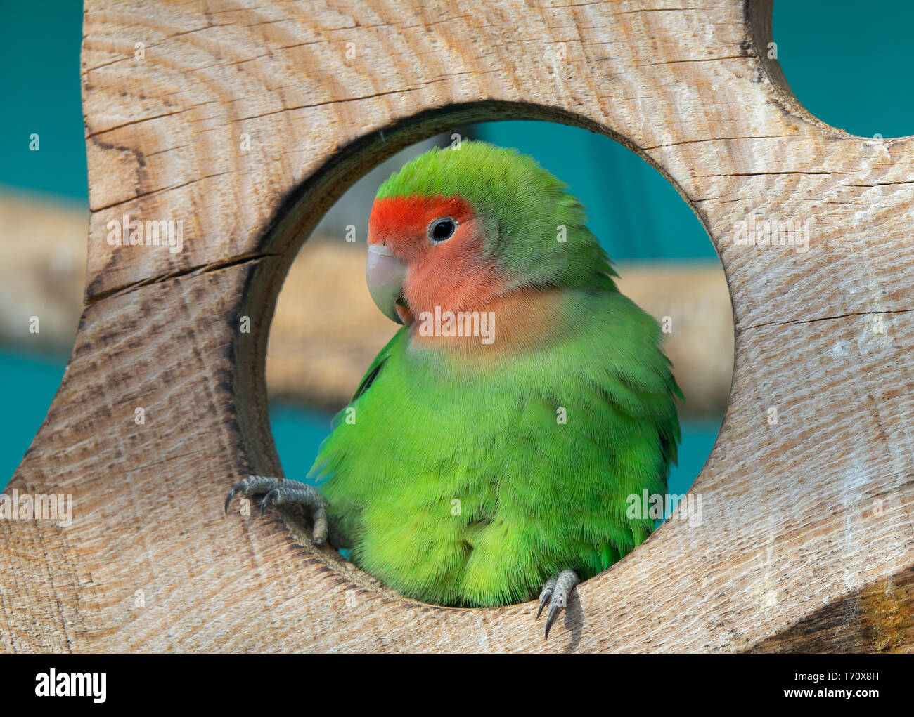 Exotic african bird birds hi-res stock photography and images - Alamy