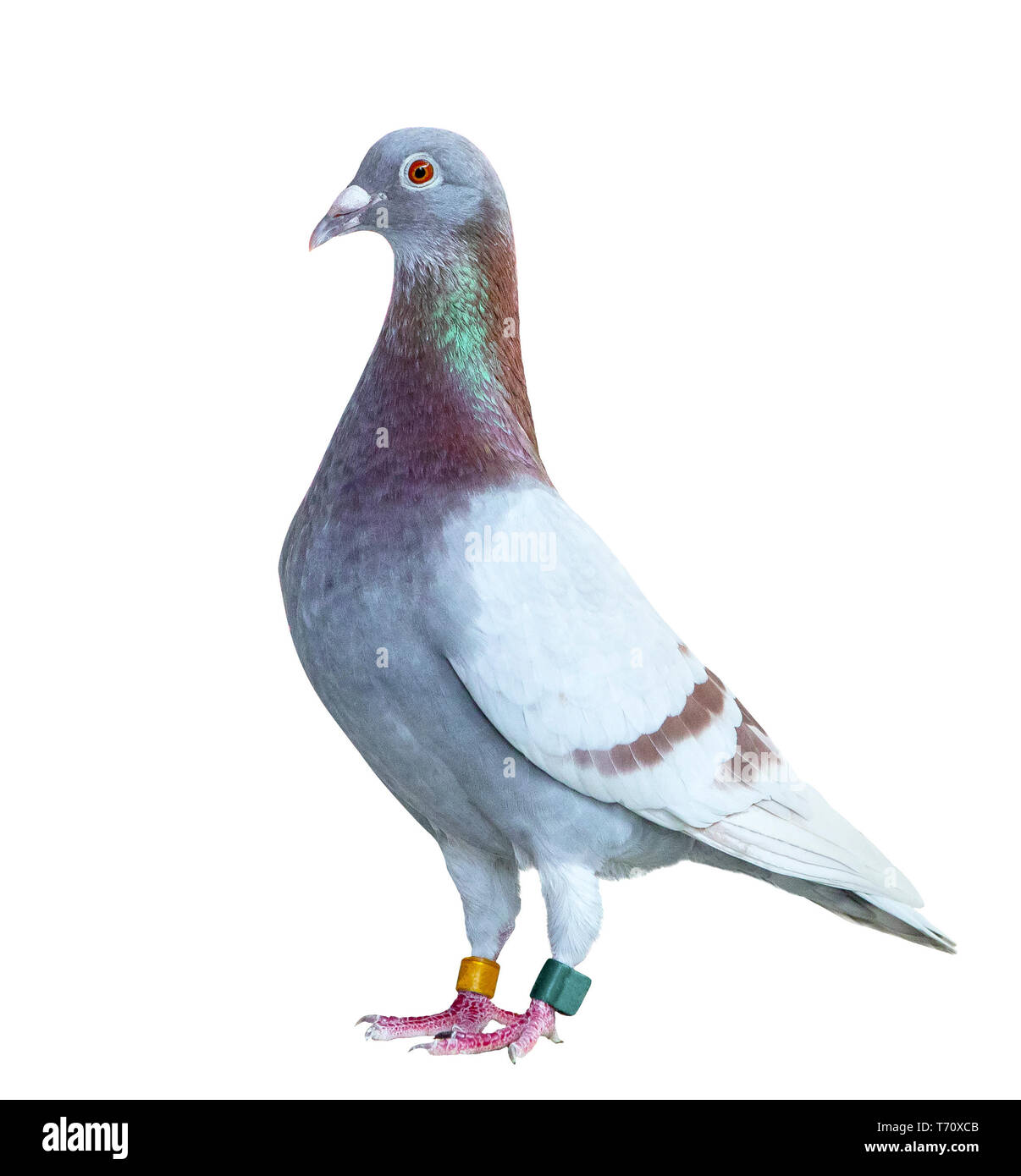 portrait full body of speed racing pigeon red choco color isolated ...